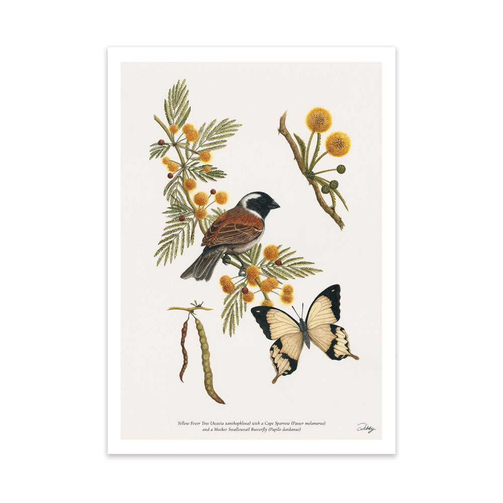Beautiful Birds – Libby Bell South Africa
